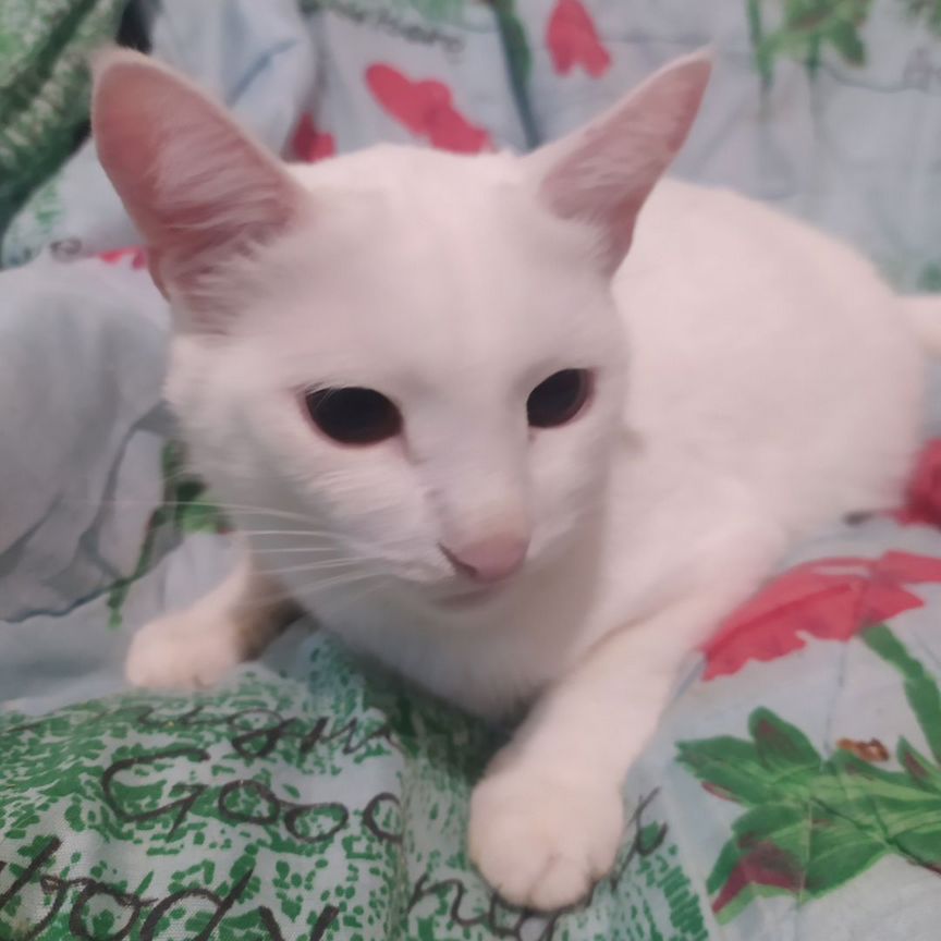 Кот