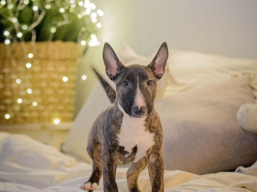 Щенок минибуль