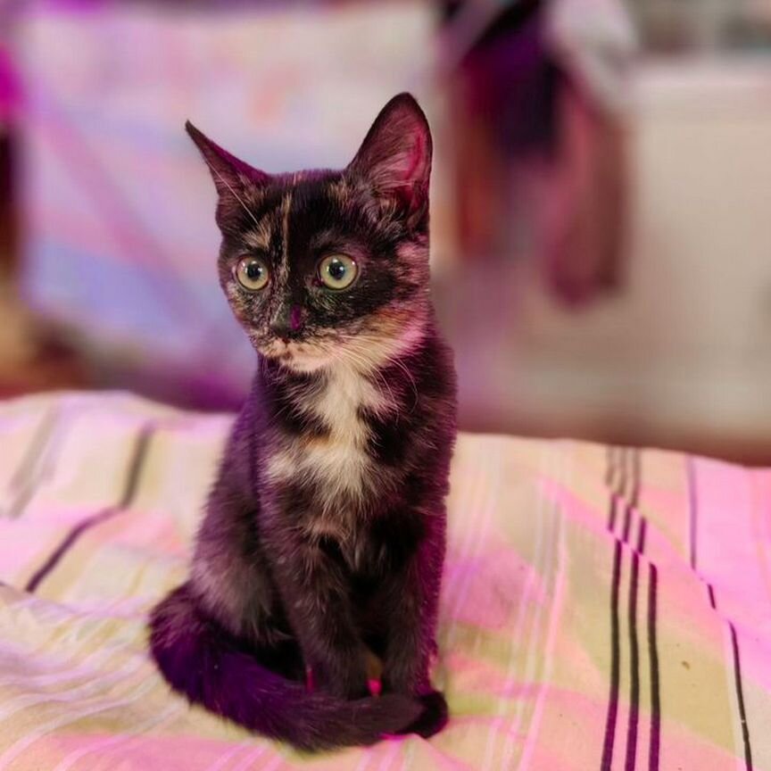 Милая Мила в поисках любящих кошачьих мампап