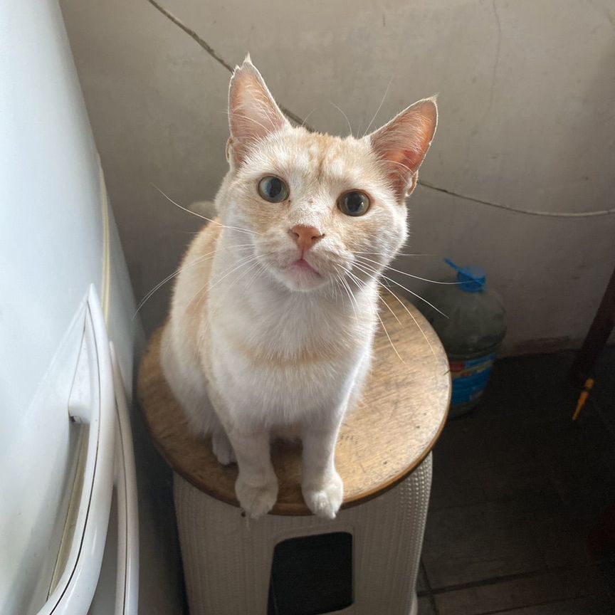 Кот в добрые руки
