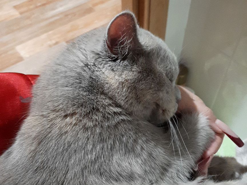 Отдам в добрые руки