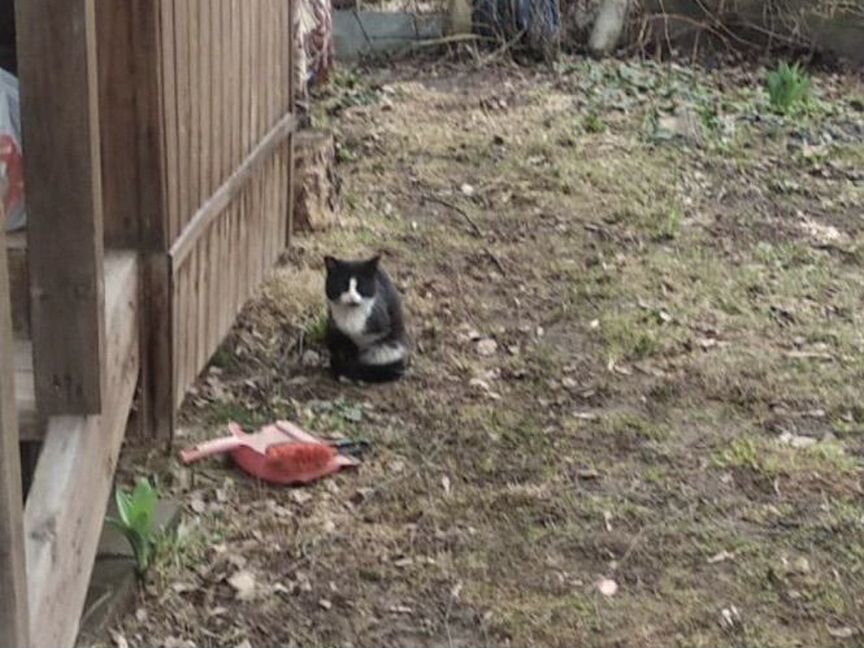 Котик без лапки выживает на дачах