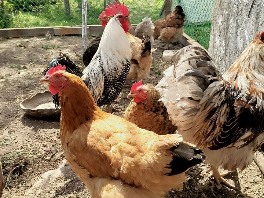 Инкубационное яйцо кур