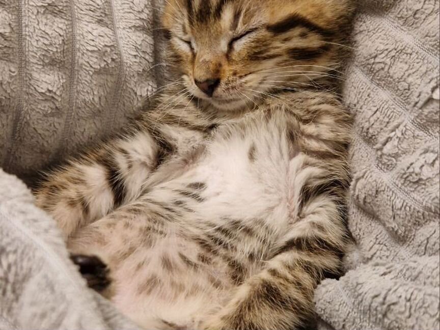 Котенок в добрые руки