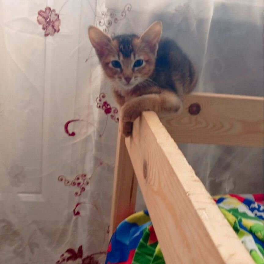 Абиссинский котенок