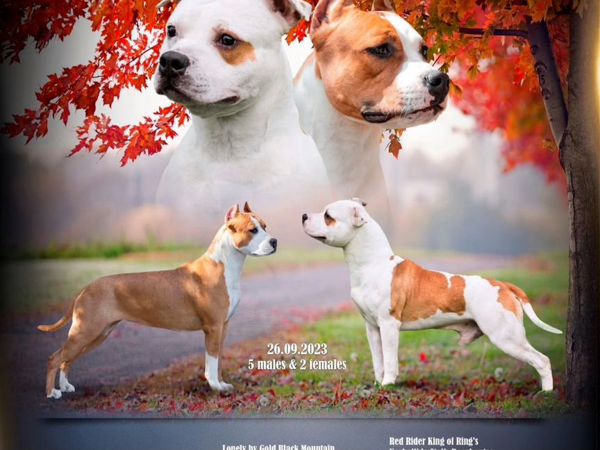 Стаффордширский терьер