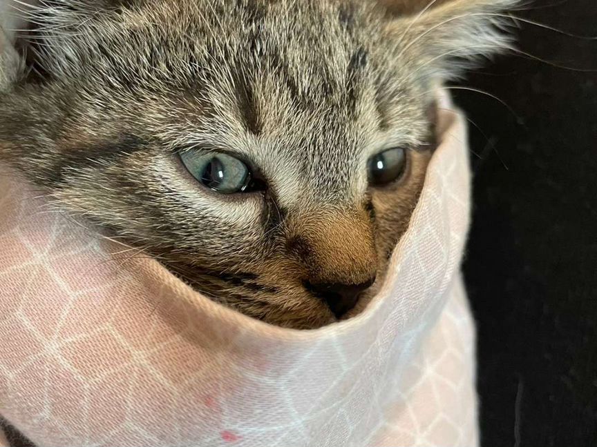 Котята в добрые руки бесплатно