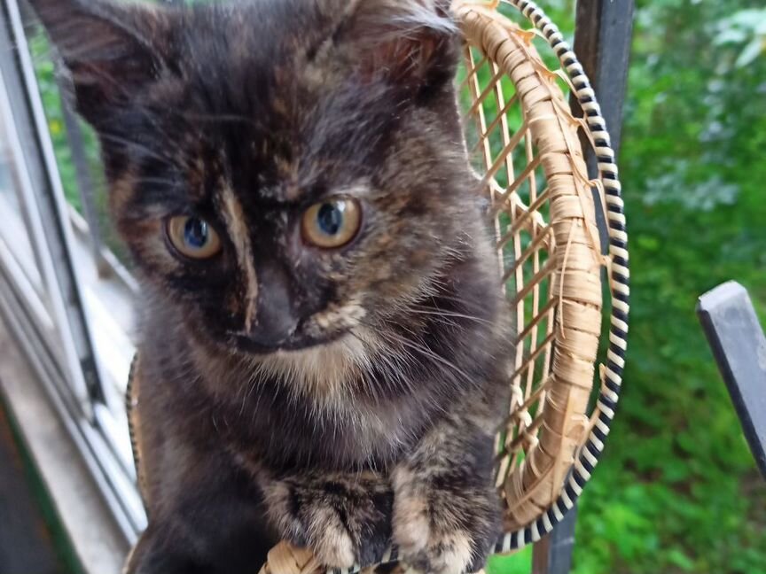 Котенок девочка в добрые руки 2 месяца