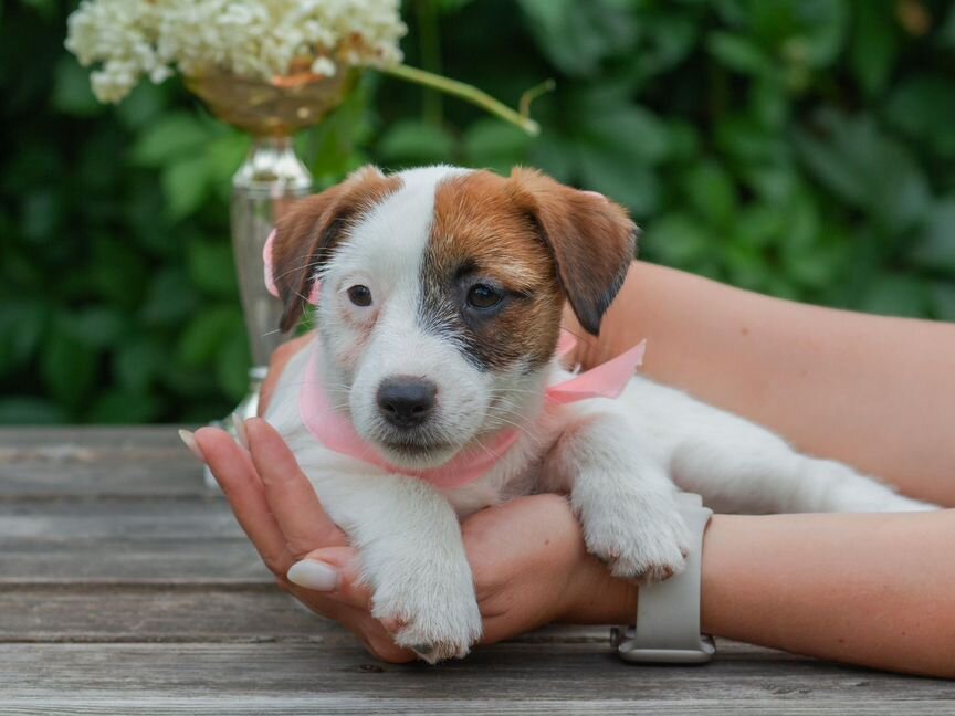 Джек Рассел терьер Брокен Девочка