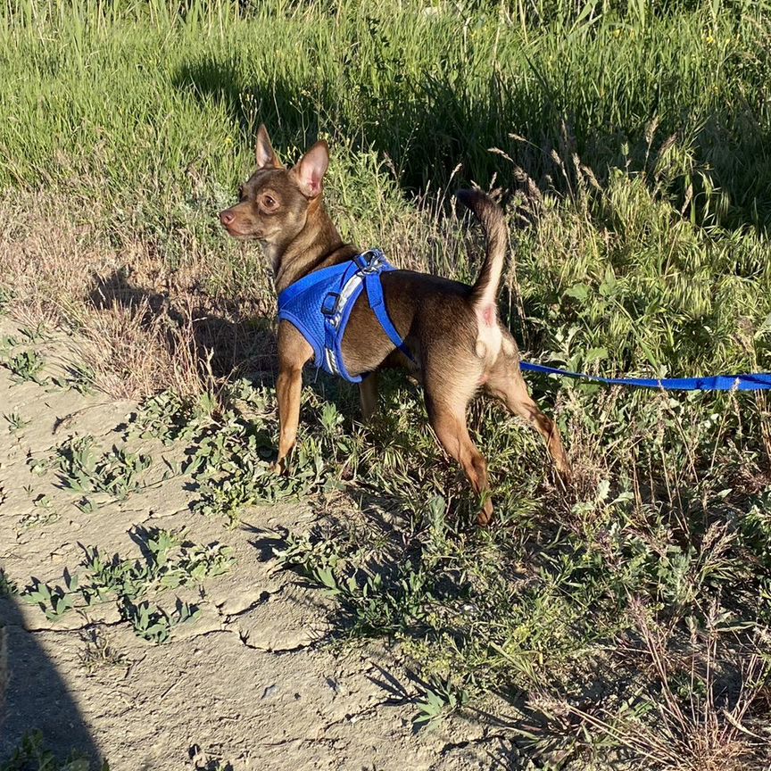 Той-терьер кабель, вязка