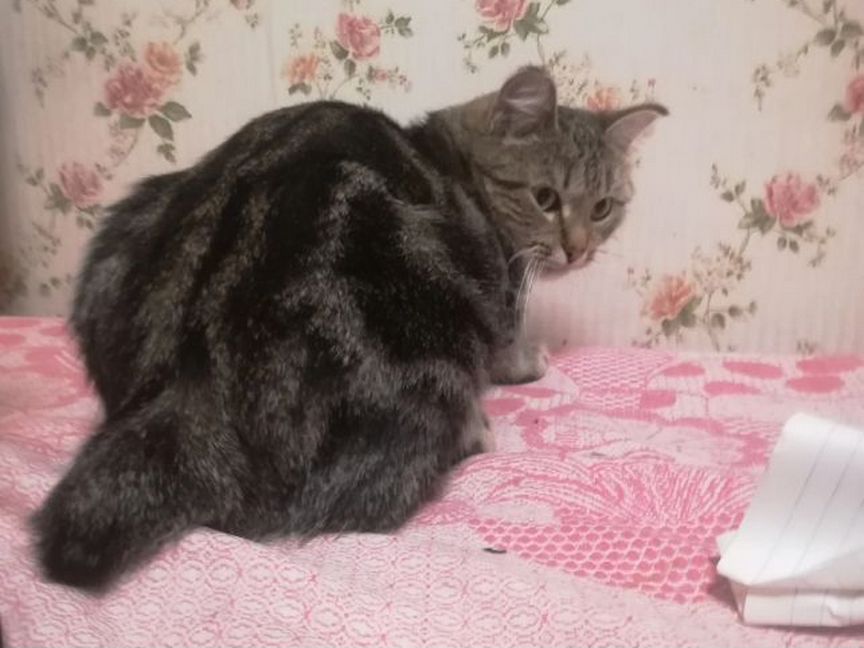 Кошка бобтейл