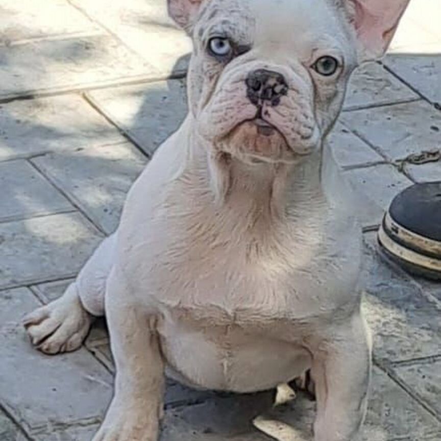 Щенки Французского бульдога