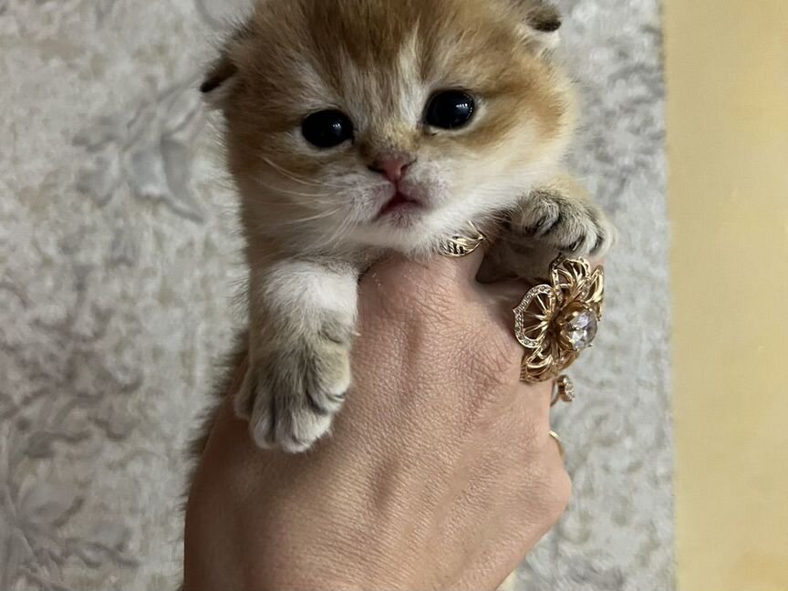 Шотландская золотая шиншилла