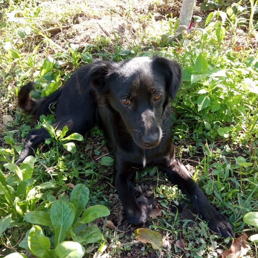 Умная молодая собака, как у В.В. Путина, в добрые