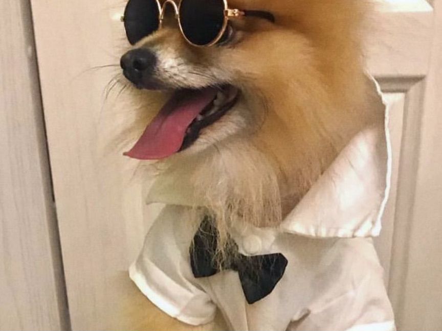 Костюм С Очками Для Собаки