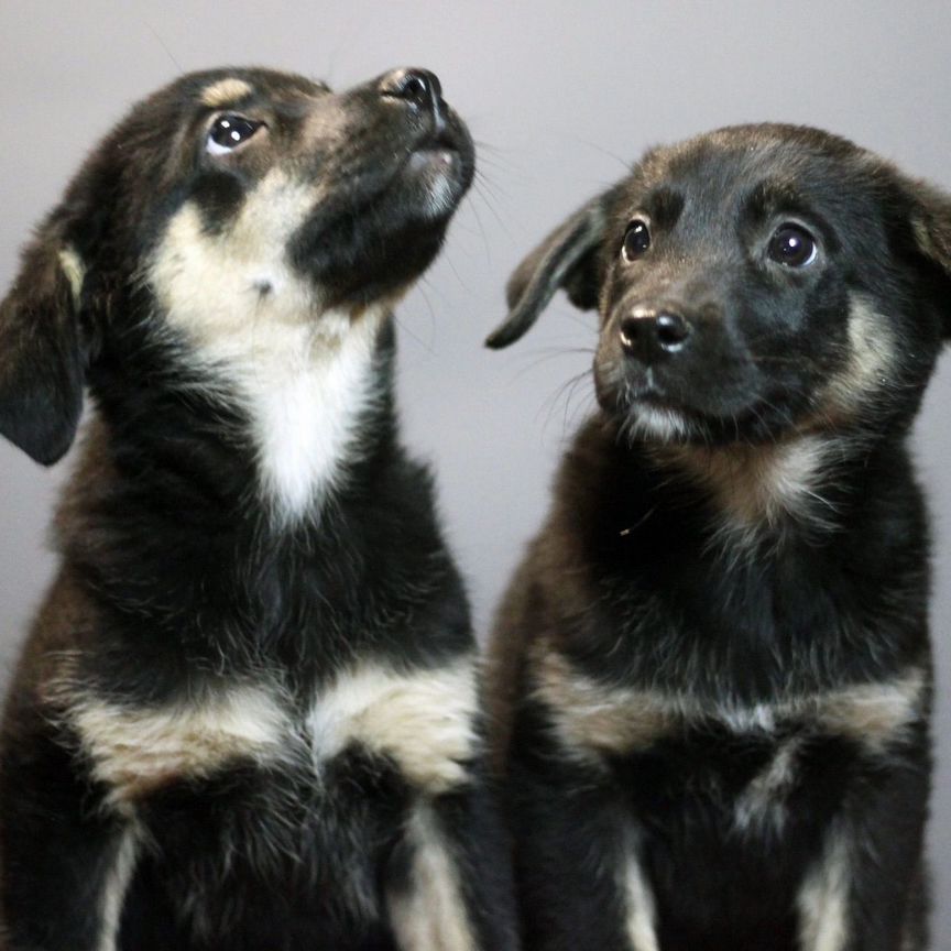 Щенки щенок в добрые руки