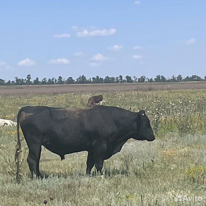 Абердин ангус