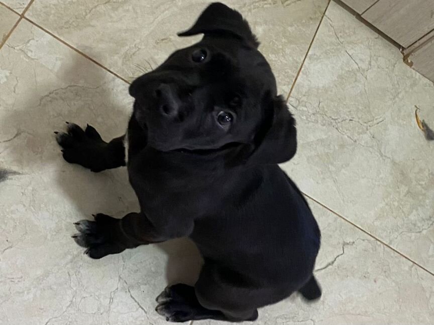 Кане корсо щенок