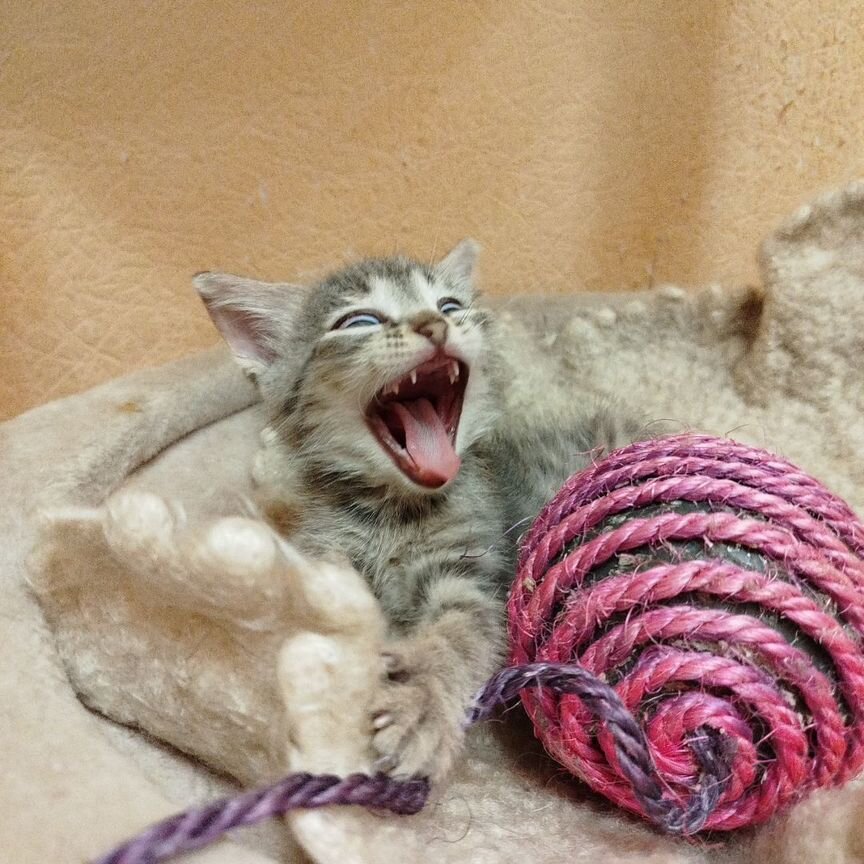 Дымчатый котенок