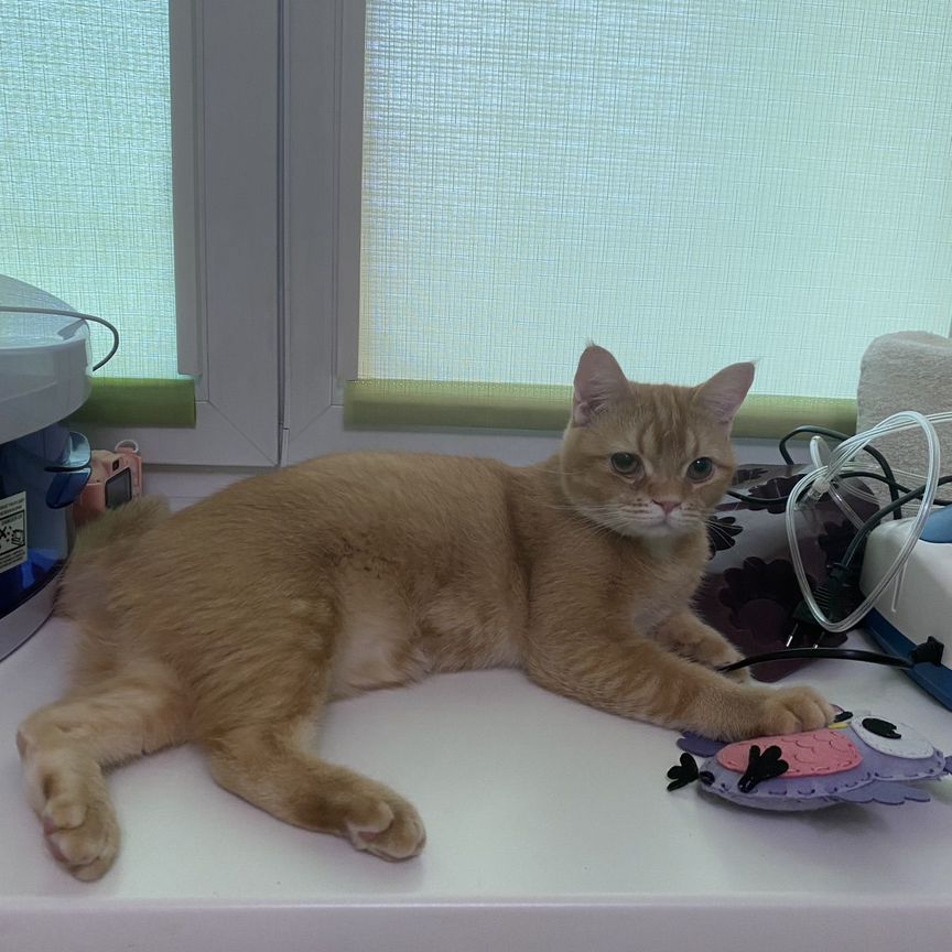 Котёнок (11 месяцев) в добрые руки