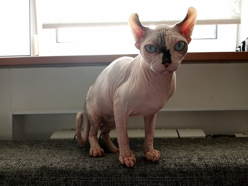 Канадский сфинкс эльф