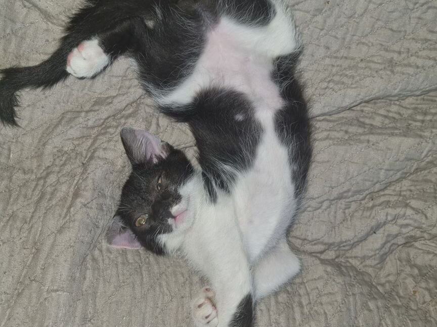 Котята в добрые руки бесплатно