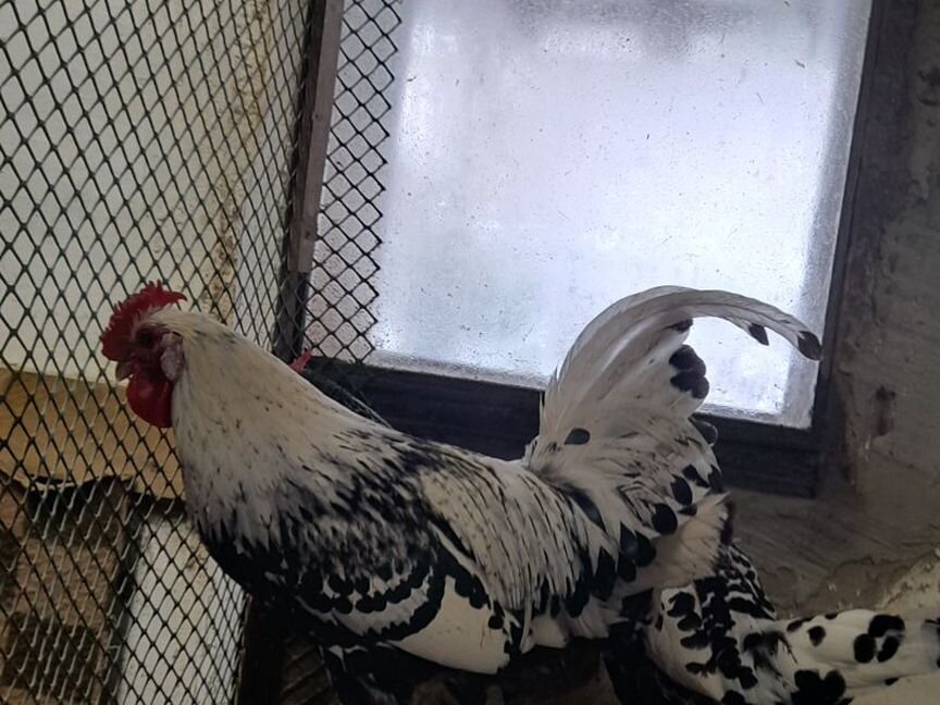 Семья гамбургских кур