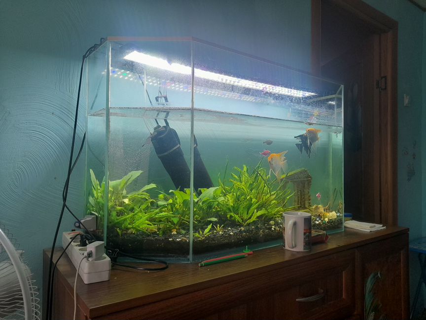 Аквариумные рыбки