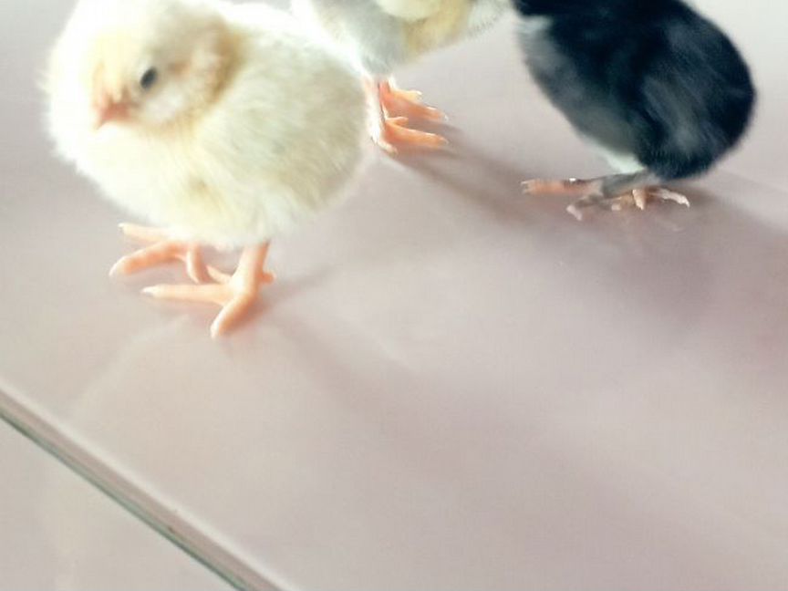 Суточные и подрощенные цыплята несушек