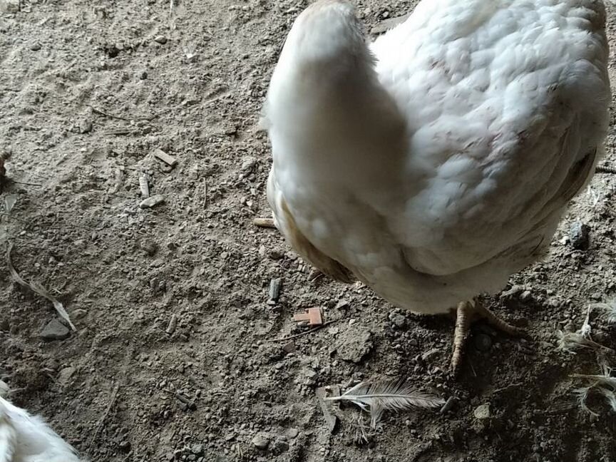 Куры бройлеры живым весом