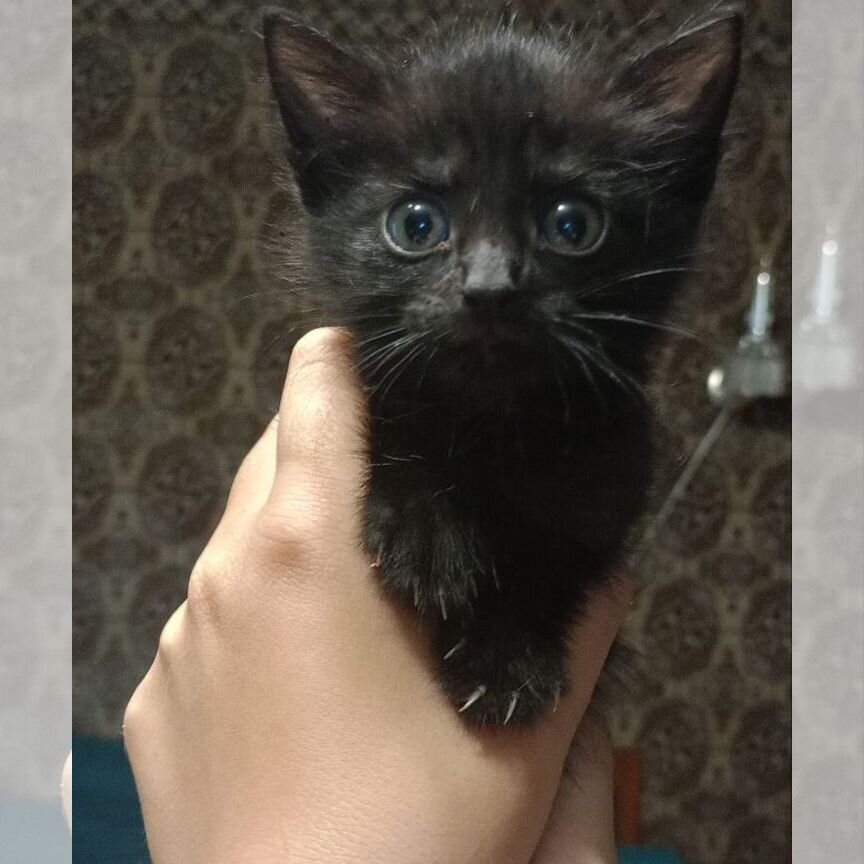 Котёнок в добрые руки