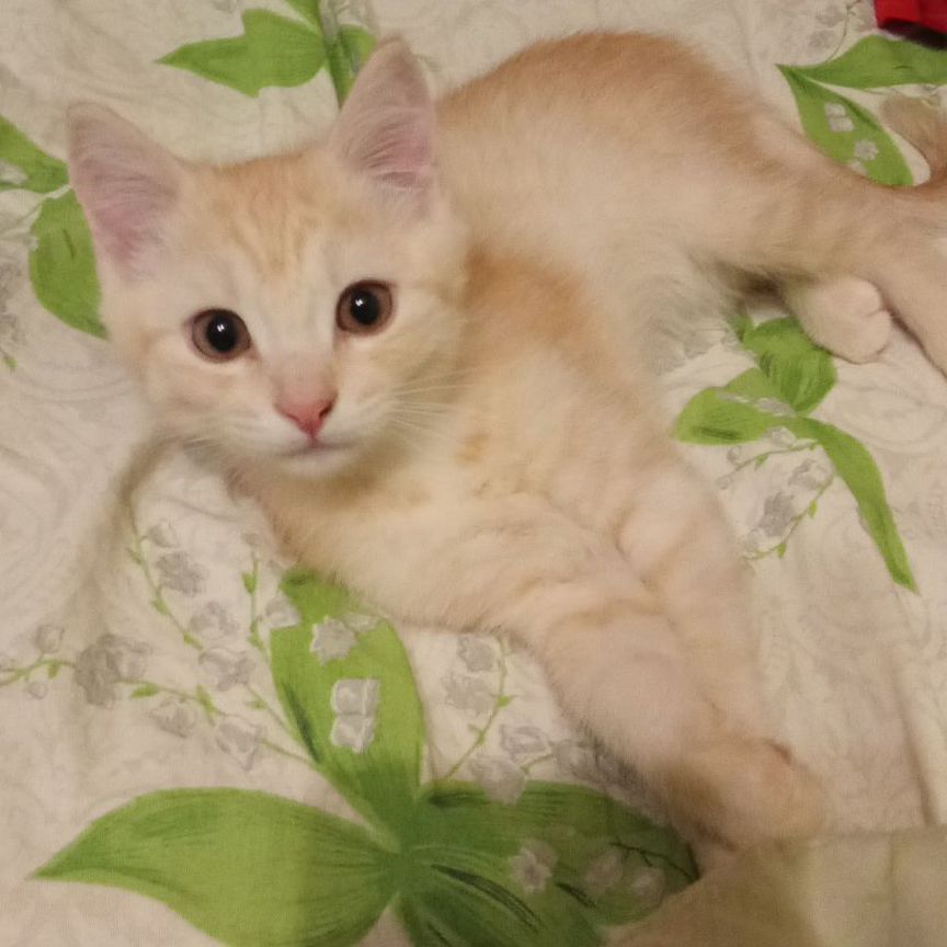 Шотландский прямоухий короткошёрстный котёнок