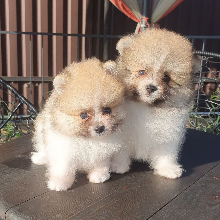 Померанский шпиц мальчики