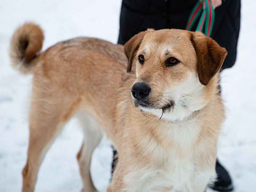Крепкий Стинг / приют/ бесплатно