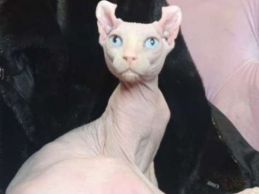 Эльф в разведение