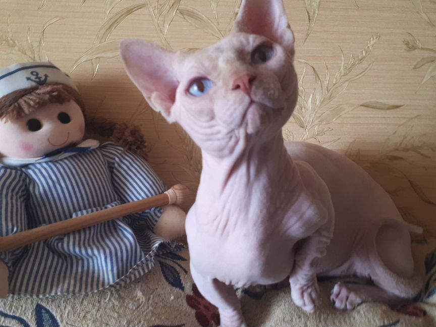 Канадский сфинкс