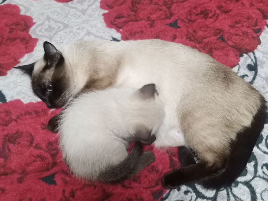Продаю тайского котенка