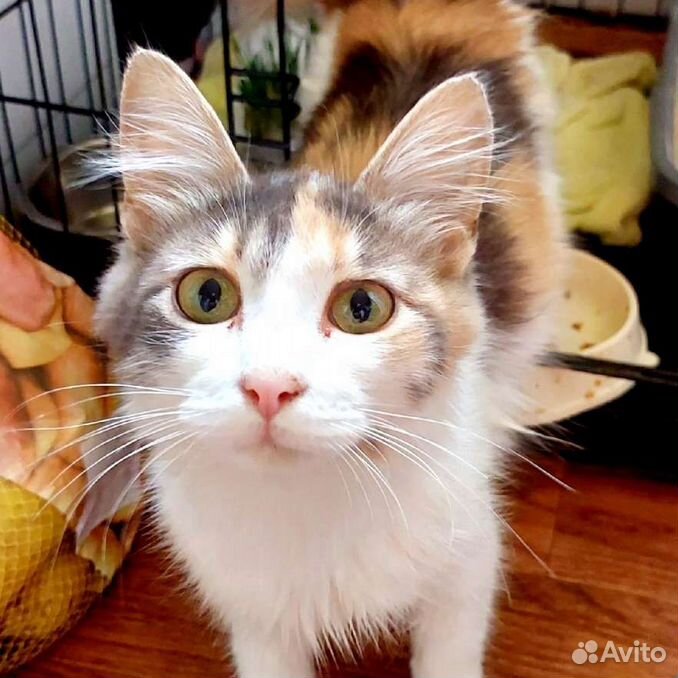 Кошка морковка в добрые руки