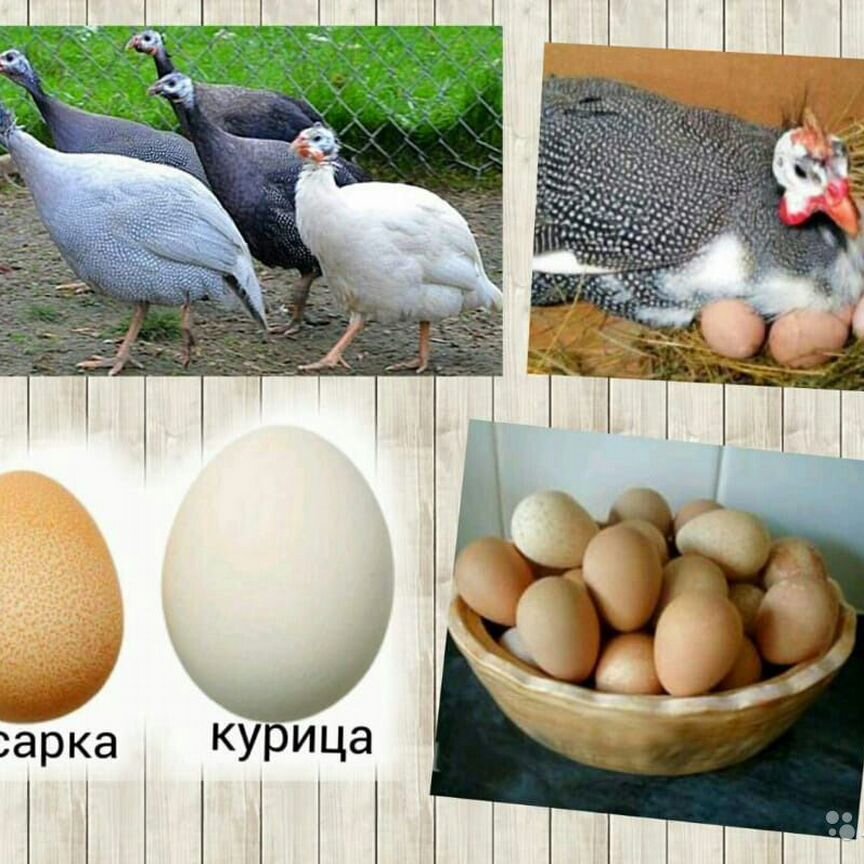 Цесариные яйца инкубационное