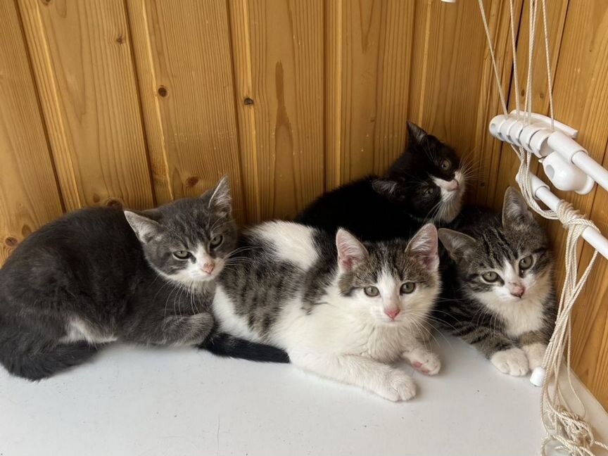 Кошка