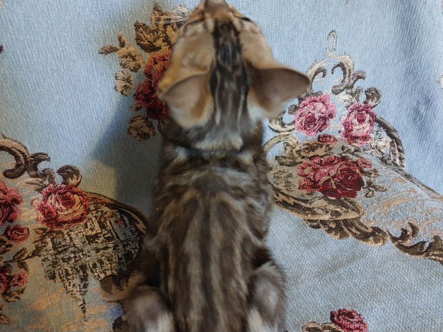 Бенгальские котята