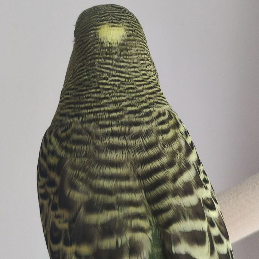 Птенцы волнистый попугай ручной