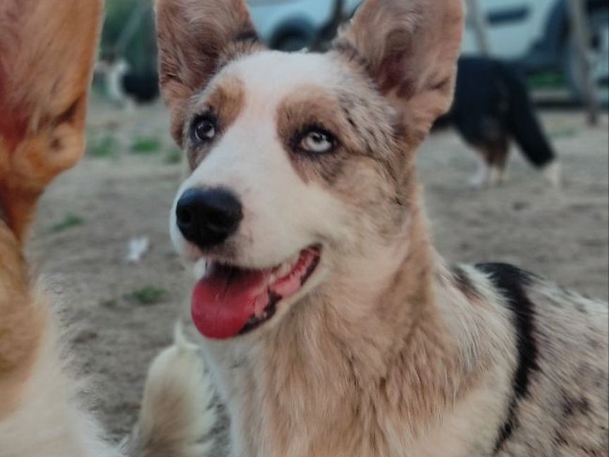 Мраморный коржик для себя