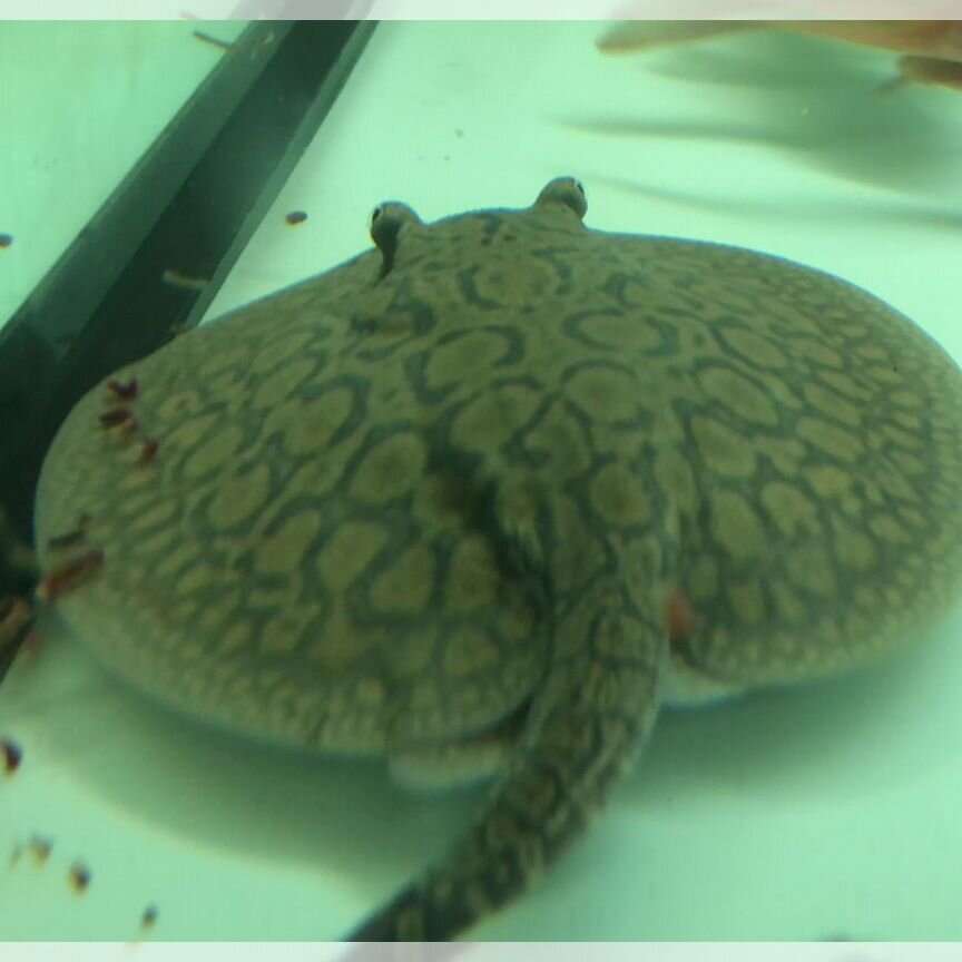 Скаты моторо
