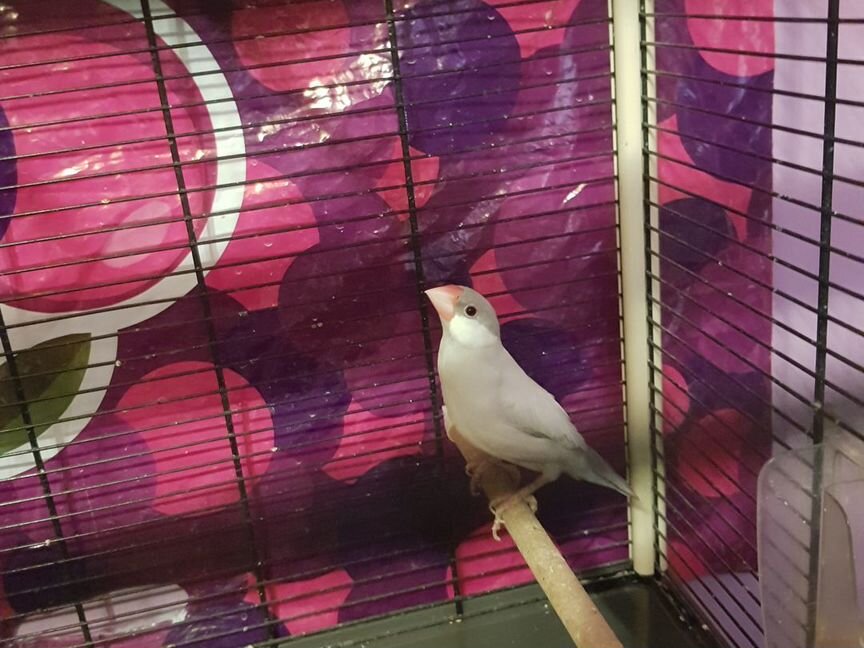 Рисовая амадина