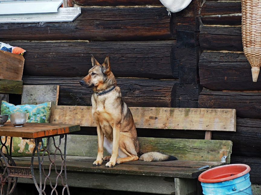 Керри из приюта ищет дом