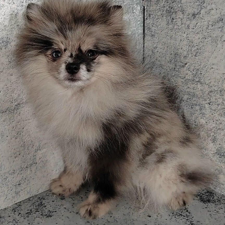 Немецкий шпиц, щенок