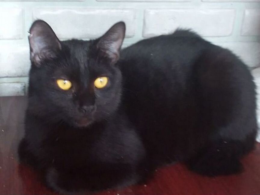 Буся,черная пантерка 6 мес