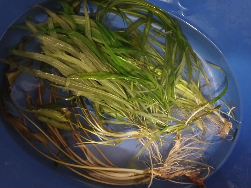 Аквариумные растения (прополка)