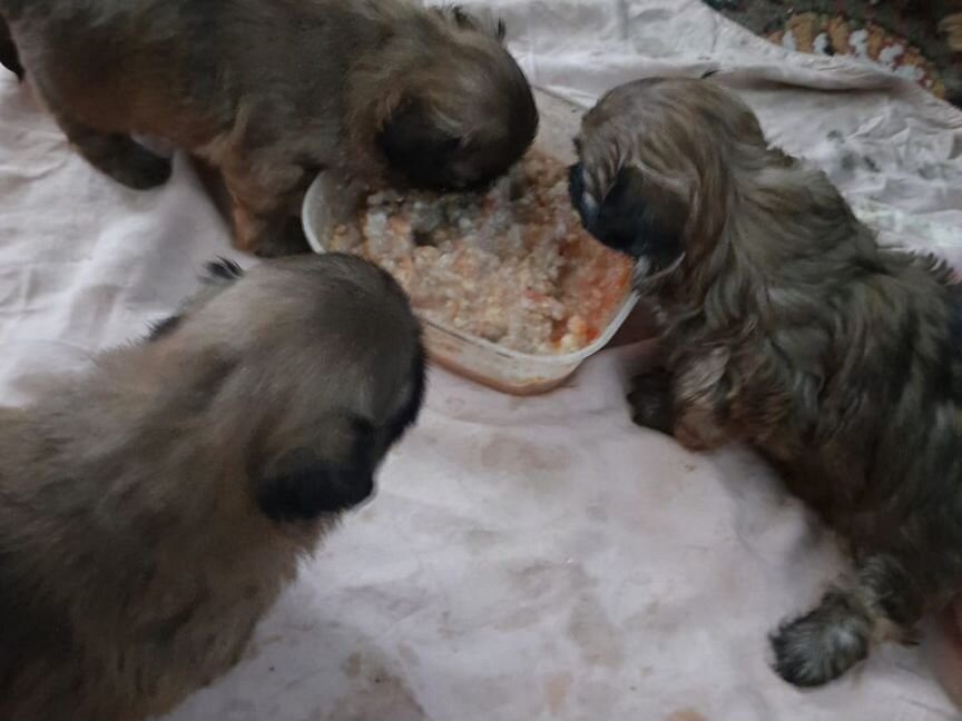 Щенки пикинеса